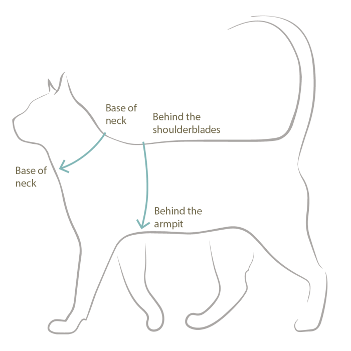 How to measure your cat | Emma Céline